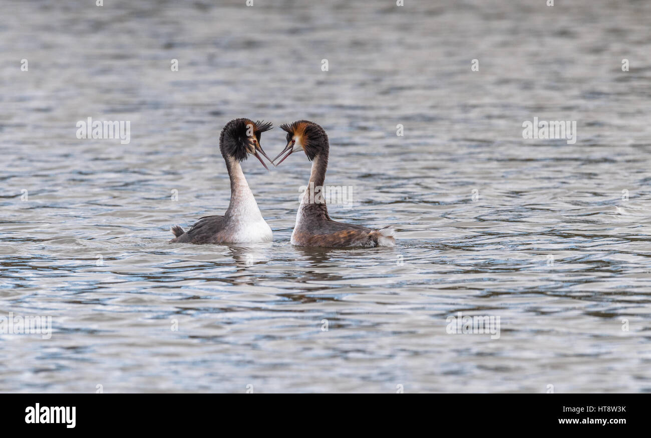 Adult Great Crested Grebes courtship routine Stock Photo - Alamy