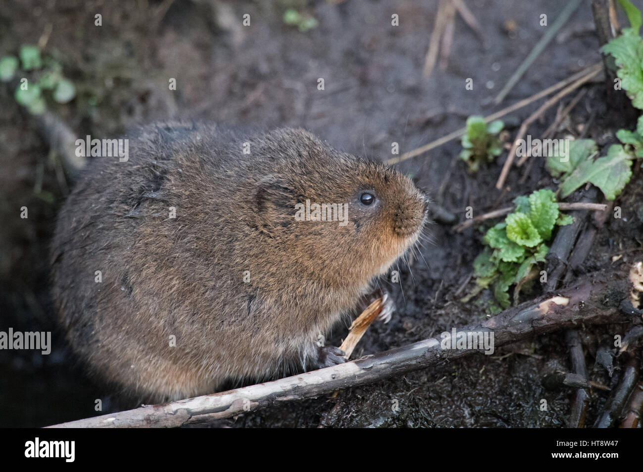 Semi Aquatic Rodent High Resolution Stock Photography and Images - Alamy