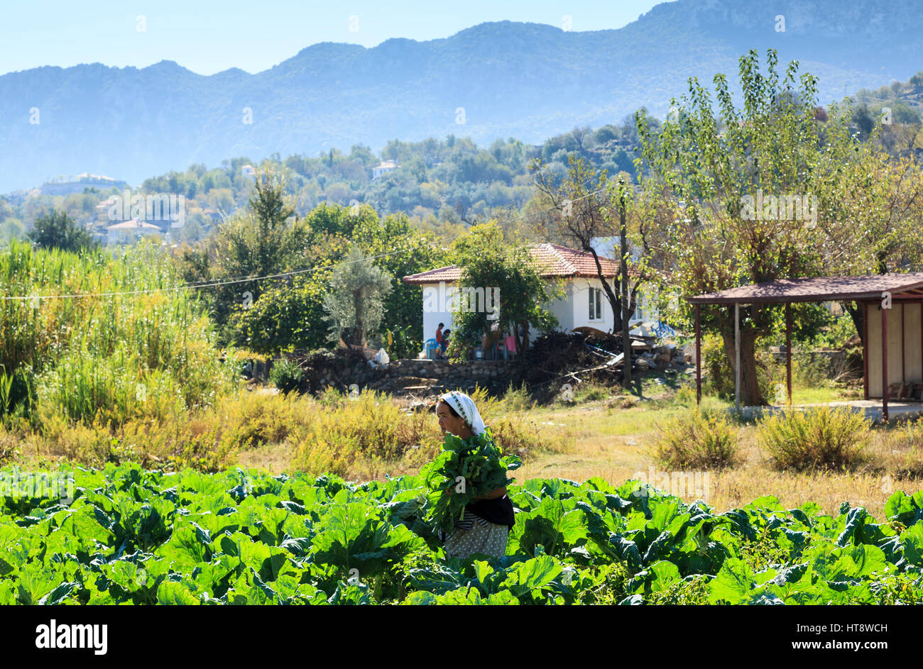 Turkey field agriculture crop hi-res stock photography and images - Alamy