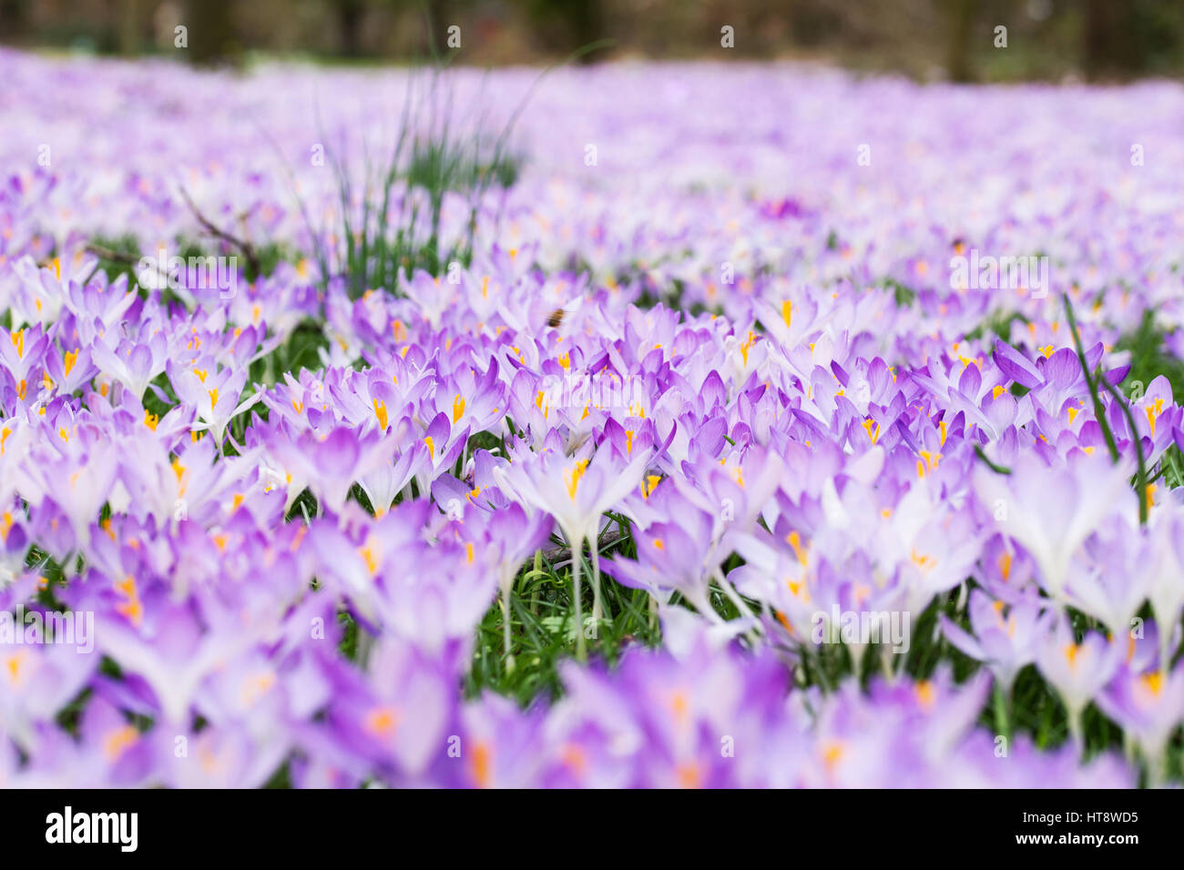 Krokus blume hi-res stock photography and images - Alamy