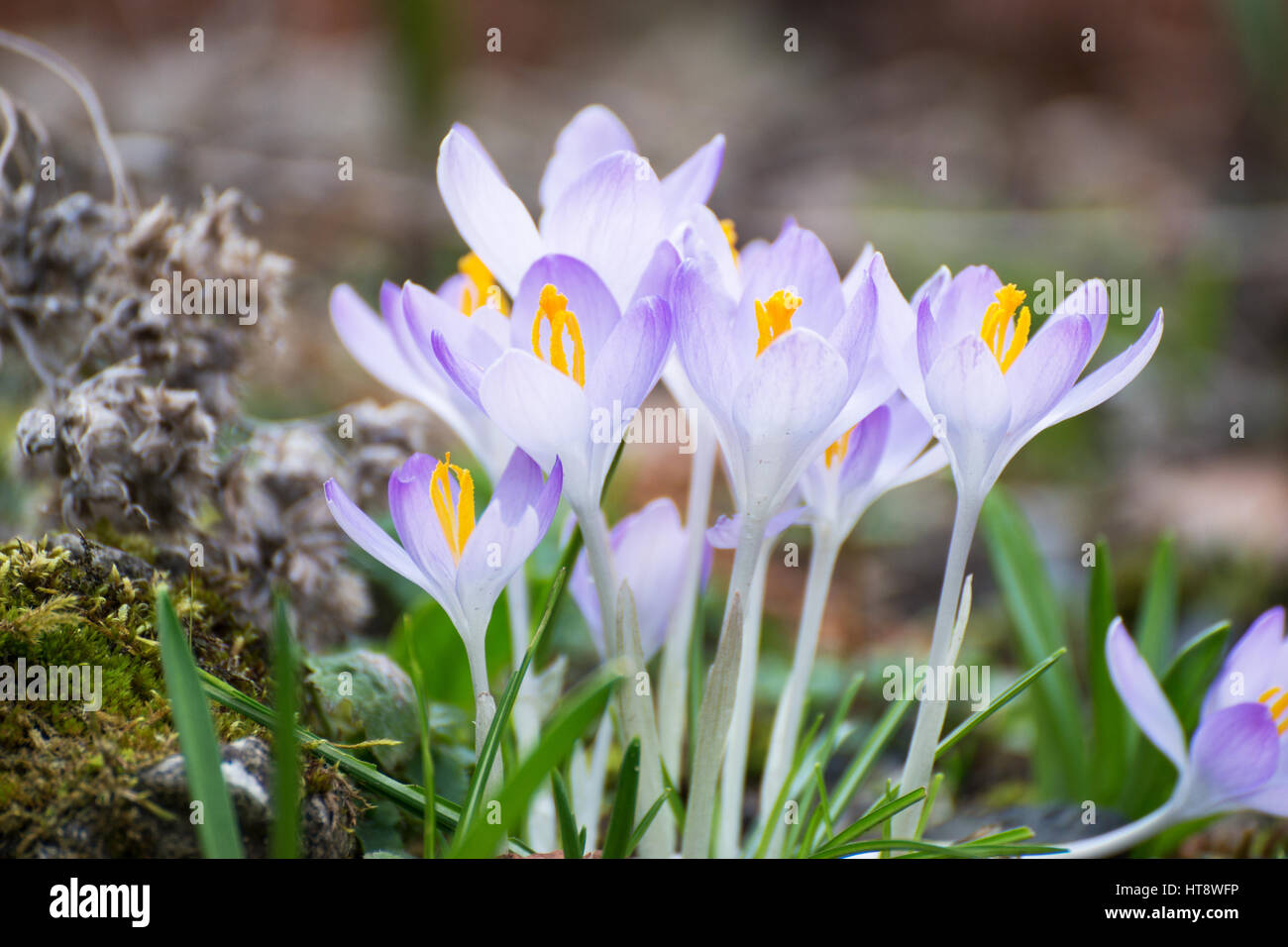 Botanisch crocus hi-res stock photography and images - Alamy