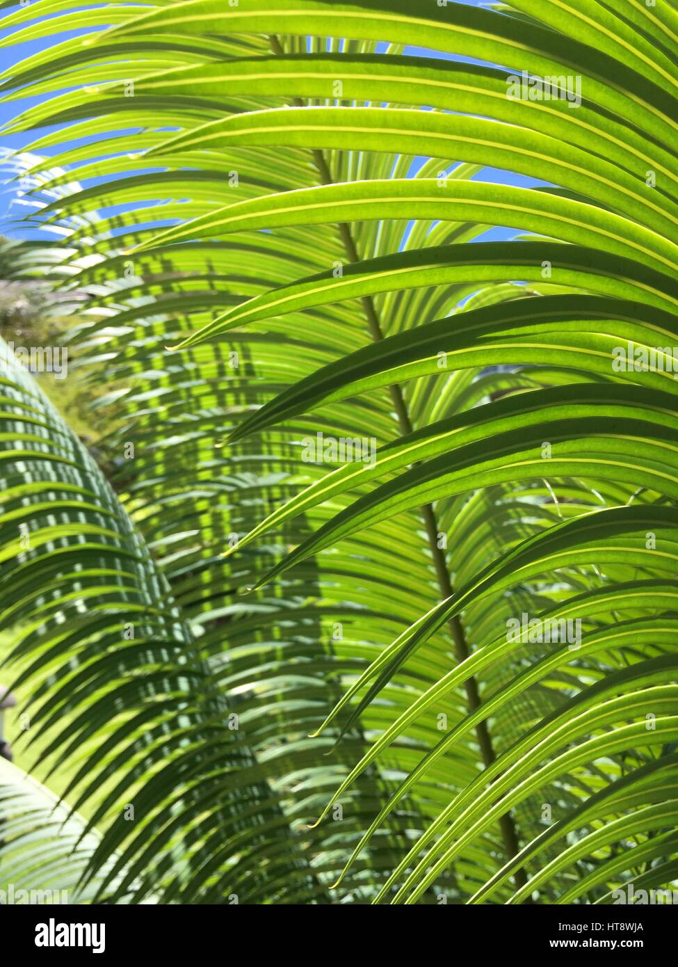 Close up long palm leaves hi-res stock photography and images - Alamy
