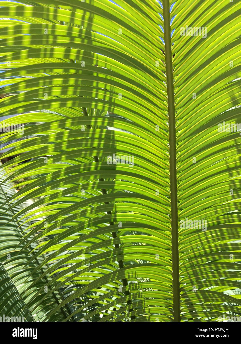 Close up photo of a palm tree hi-res stock photography and images - Alamy