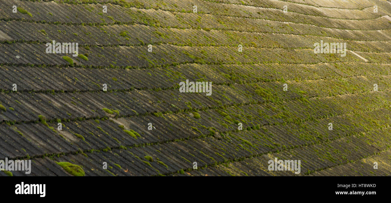 lots of clusters of moss on some old roof Stock Photo - Alamy
