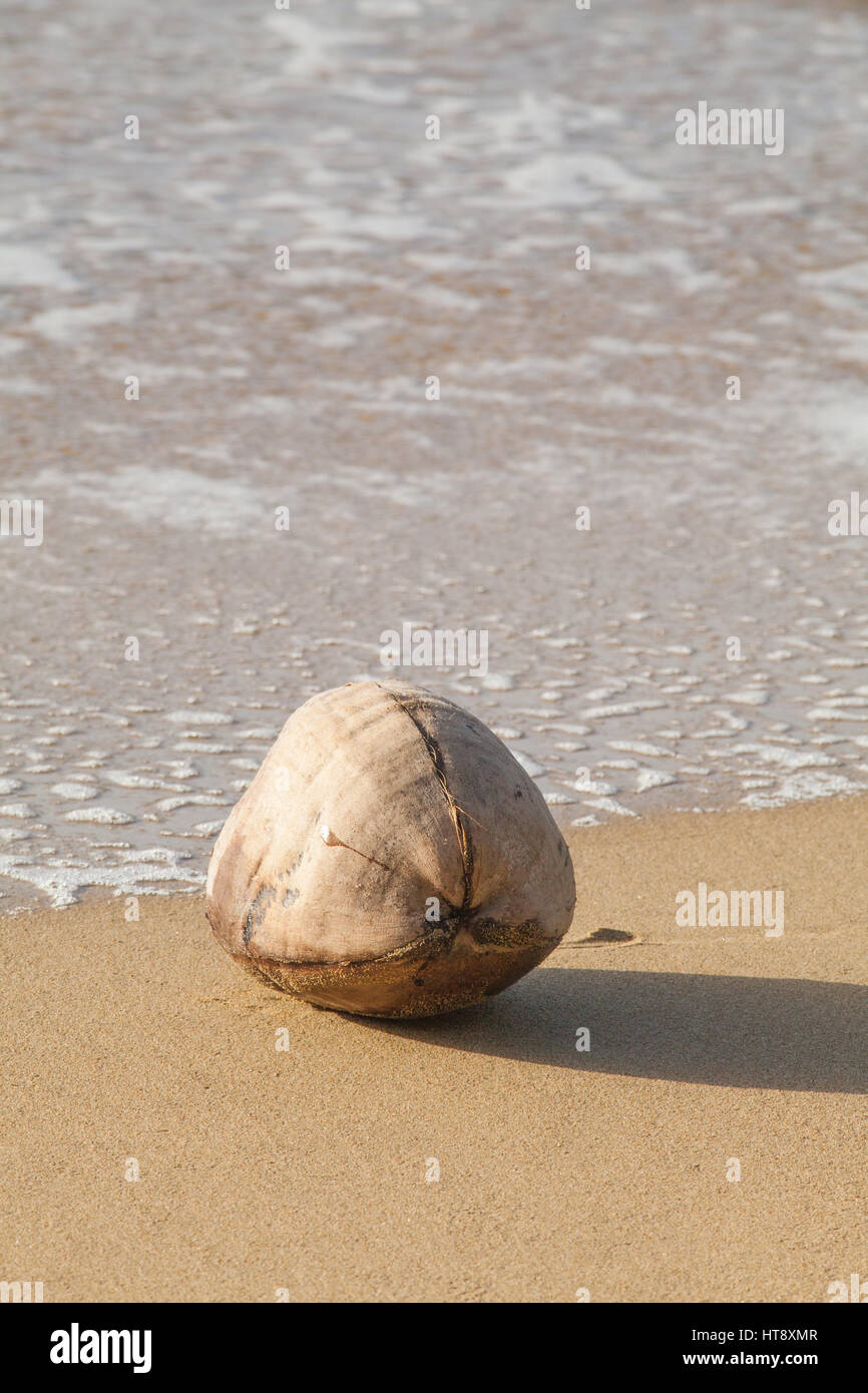 Coconut seed dispersal hi-res stock photography and images - Alamy