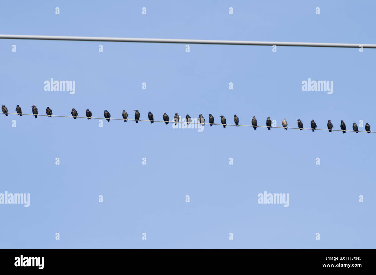 Birds on a wire Stock Photo - Alamy