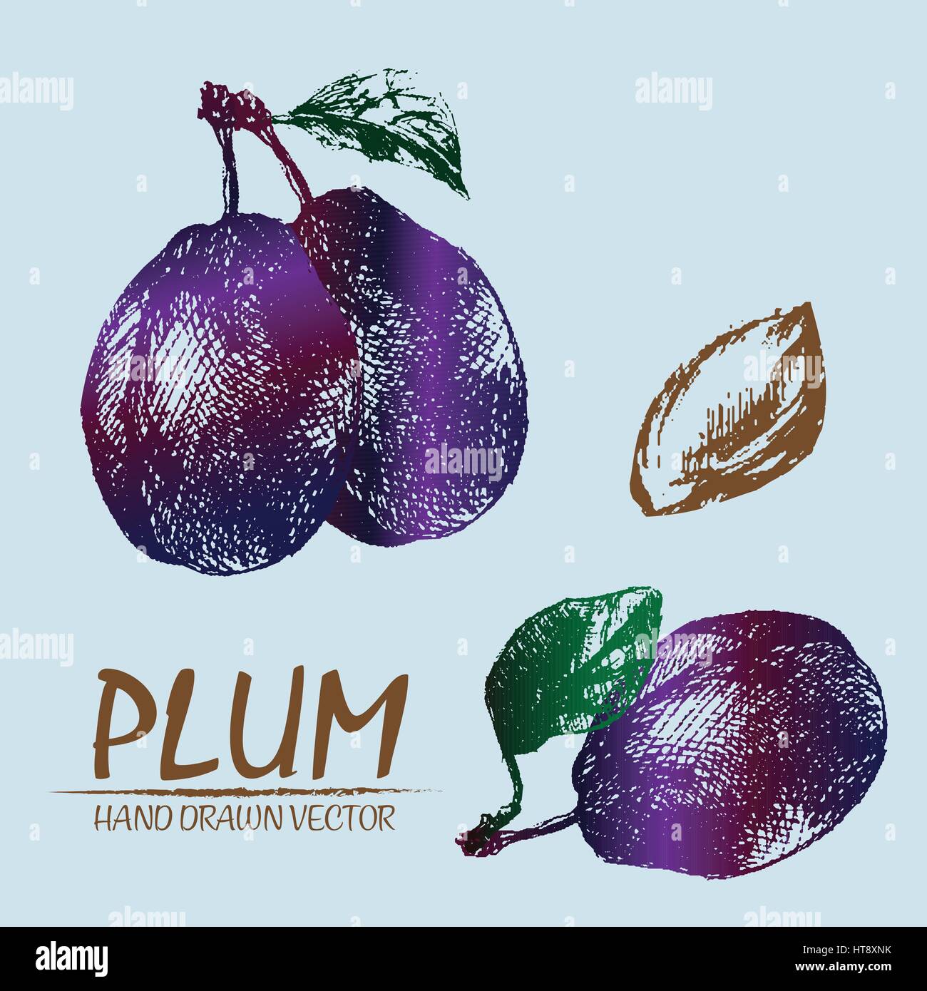 Digital vector detailed color plum hand drawn retro illustration ...