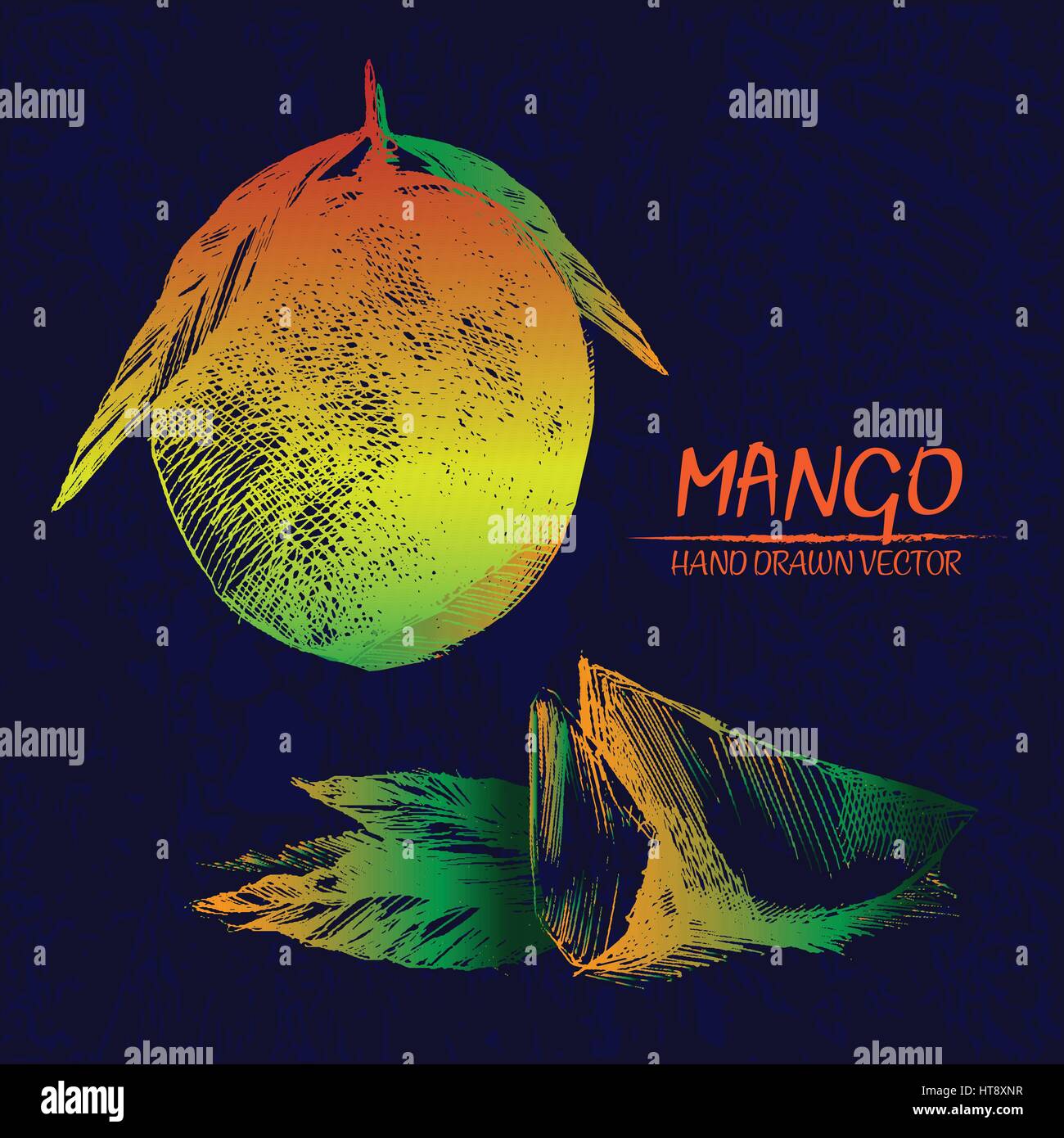 Digital vector detailed color mango hand drawn retro illustration ...