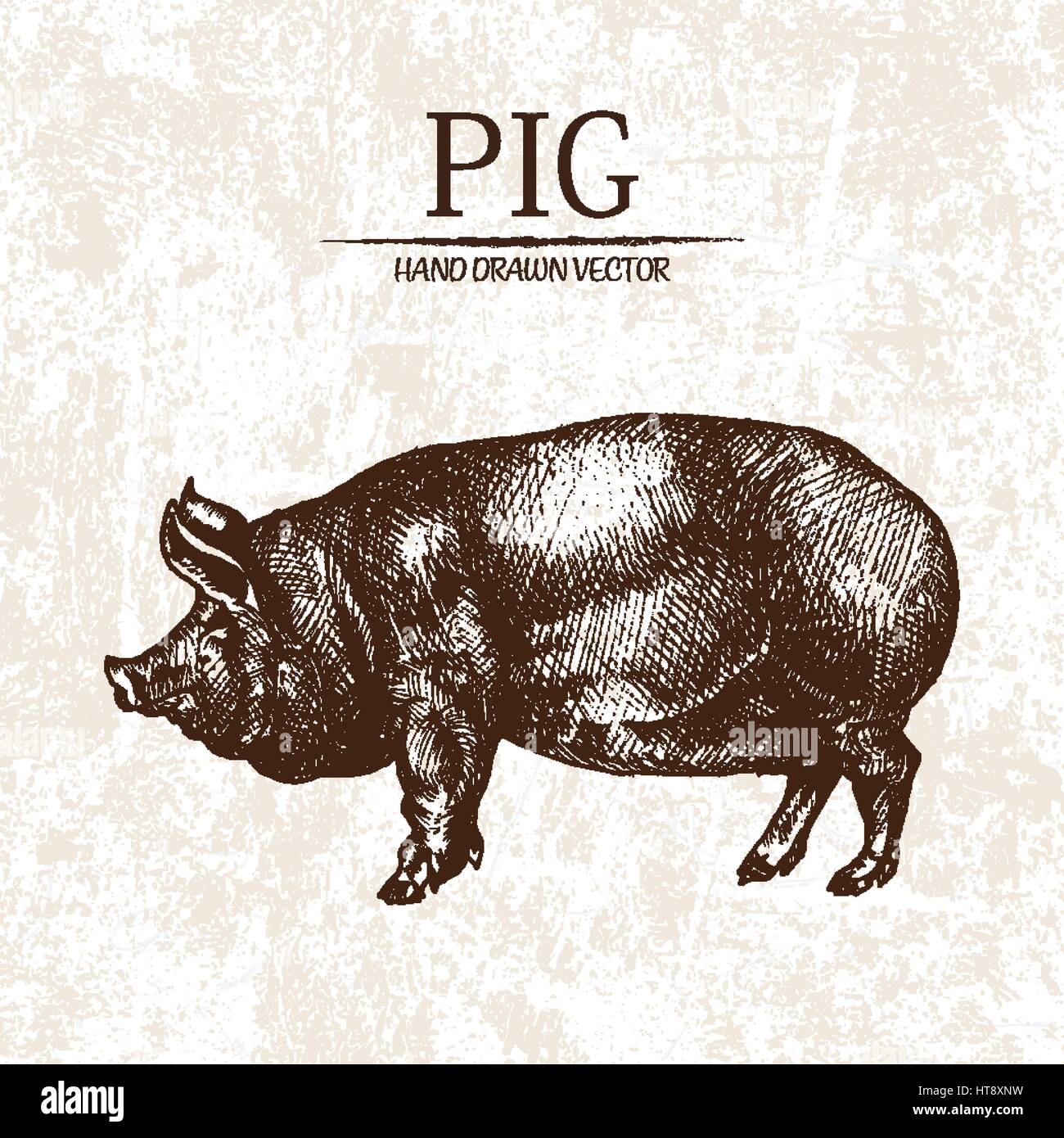 Digital vector detailed pig hand drawn retro illustration collection ...