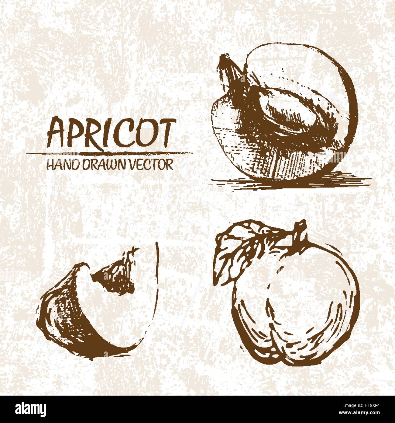Digital vector detailed apricot hand drawn retro illustration ...