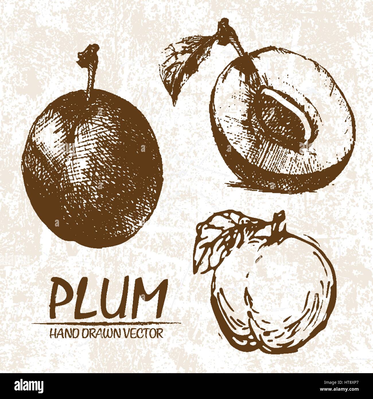Digital vector detailed plum hand drawn retro illustration collection ...