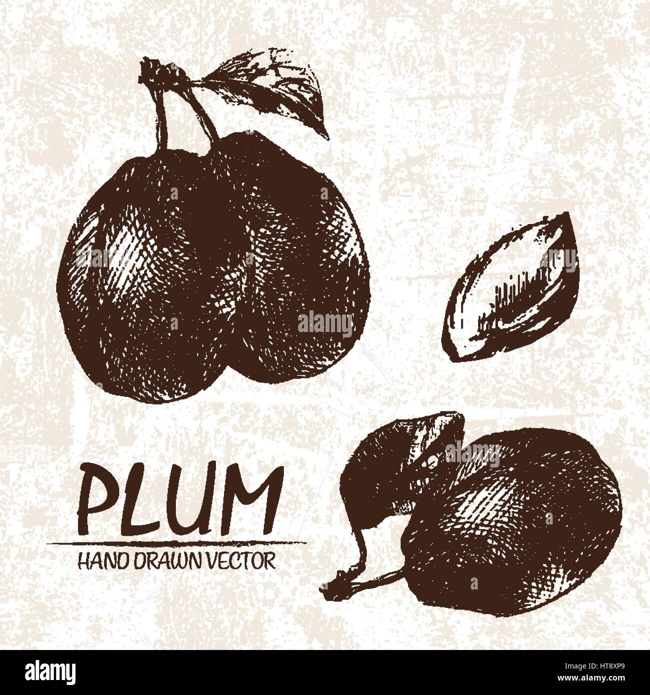 Digital vector detailed plum hand drawn retro illustration collection ...