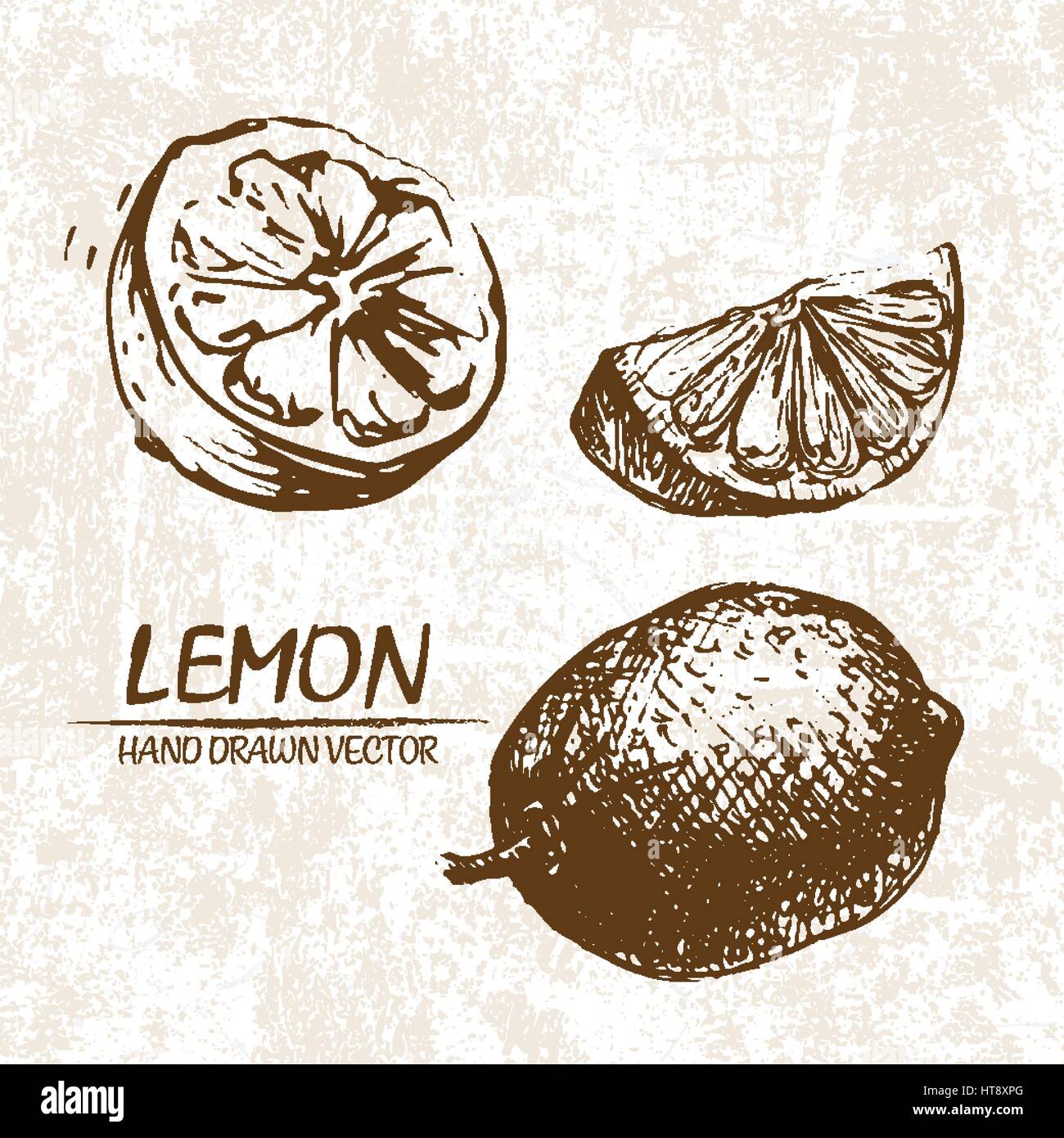Digital vector detailed lemon hand drawn retro illustration collection ...