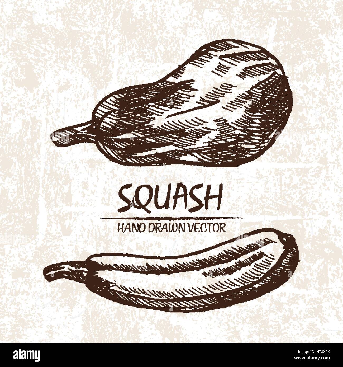 Digital vector detailed squash hand drawn retro illustration collection ...