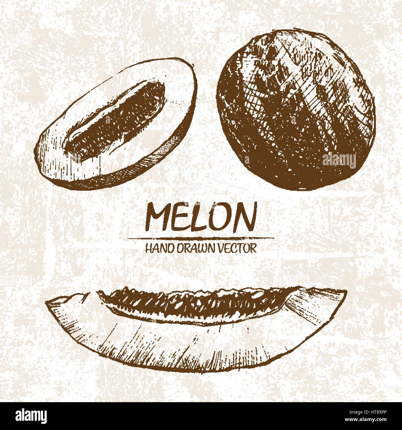 Digital vector detailed melon hand drawn retro illustration collection ...