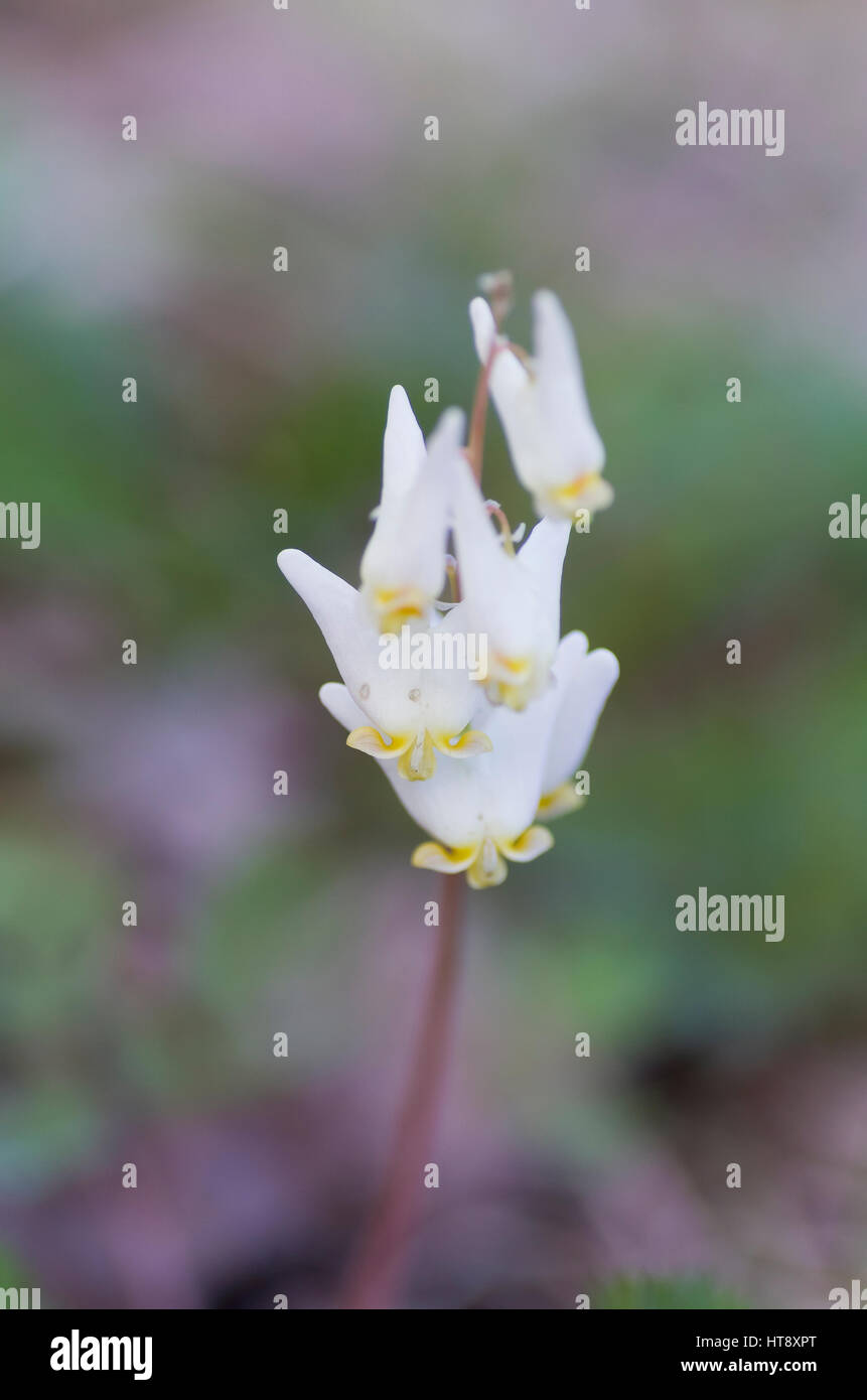 Tear drop shaped flowers hi-res stock photography and images - Alamy