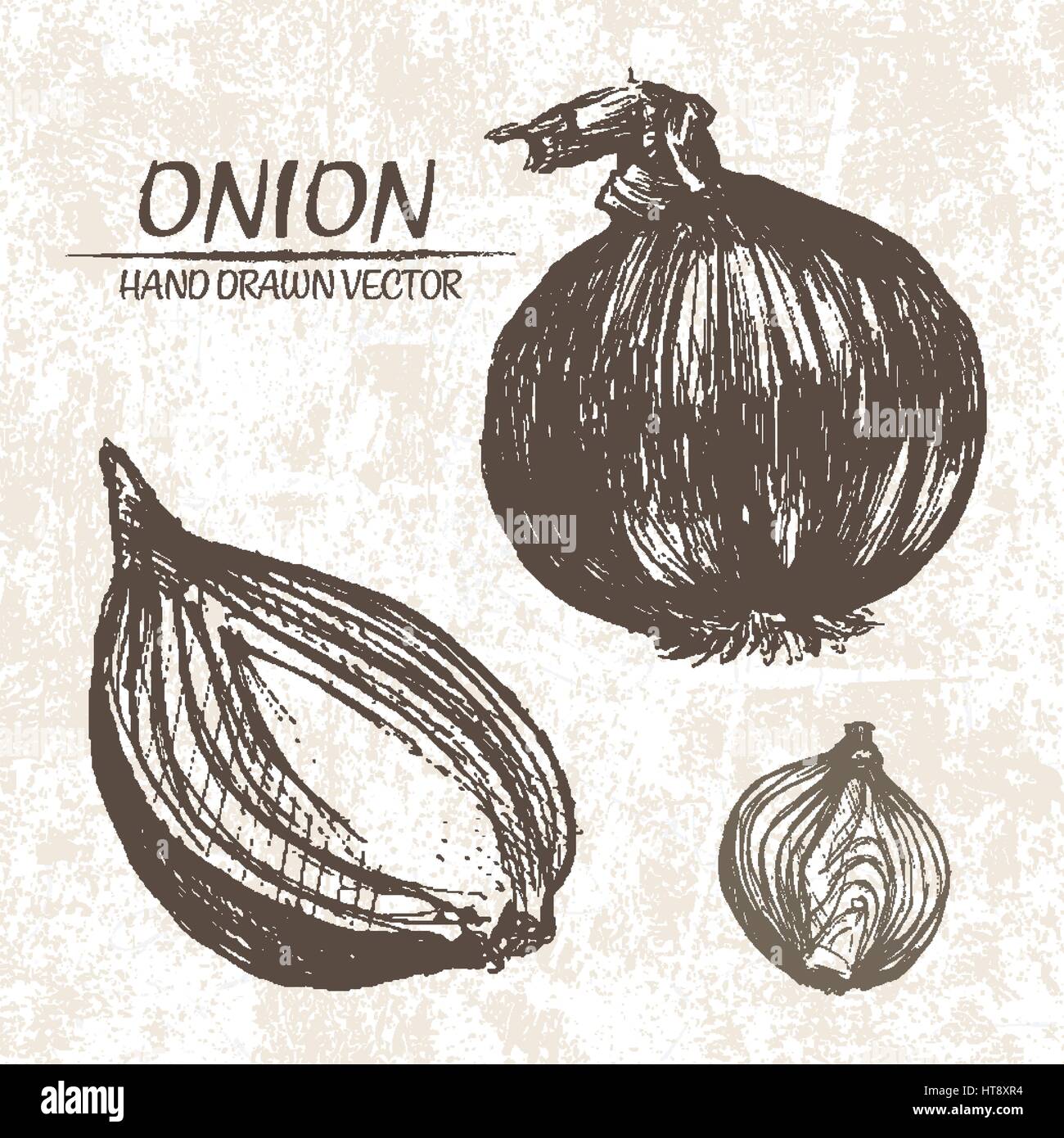 Digital vector detailed onion hand drawn retro illustration collection ...