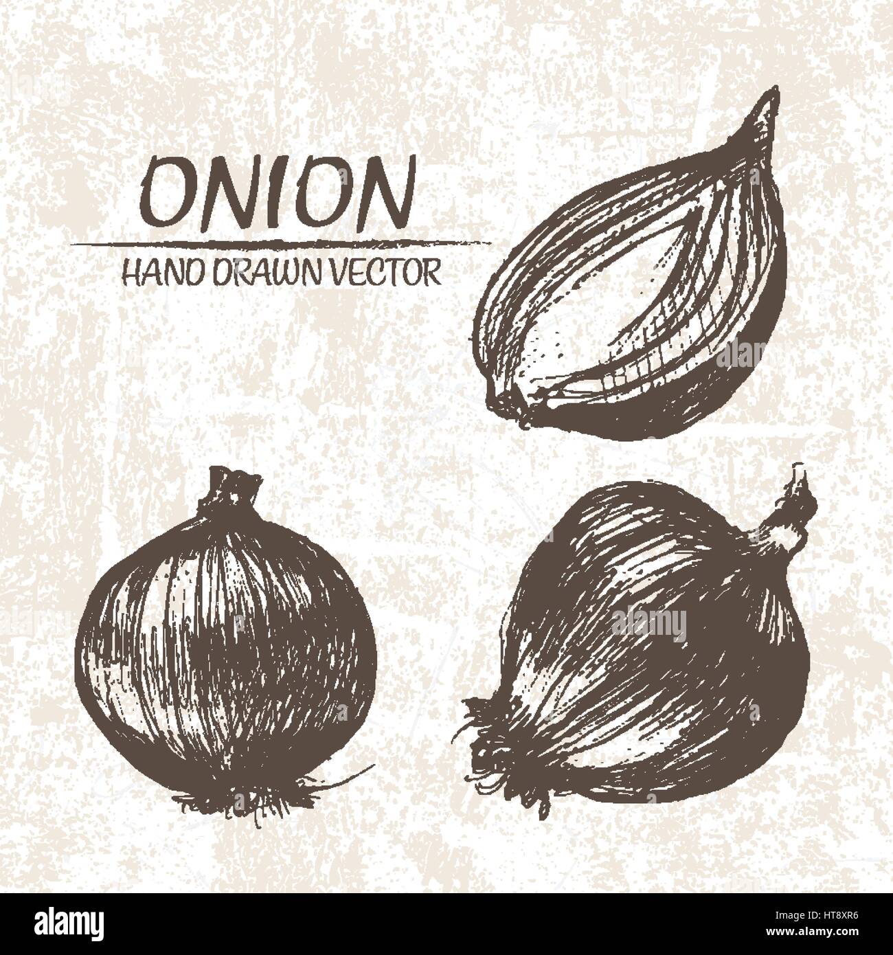 Digital vector detailed onion hand drawn retro illustration collection ...