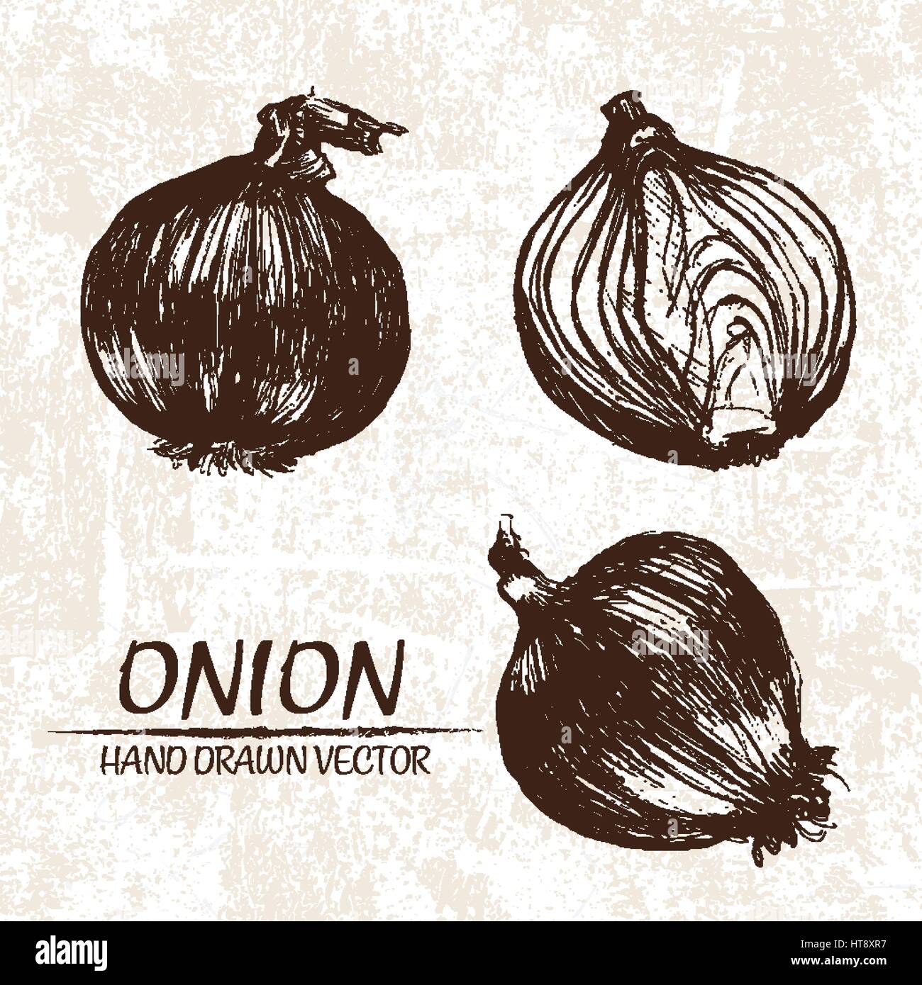 Digital vector detailed onion hand drawn retro illustration collection ...