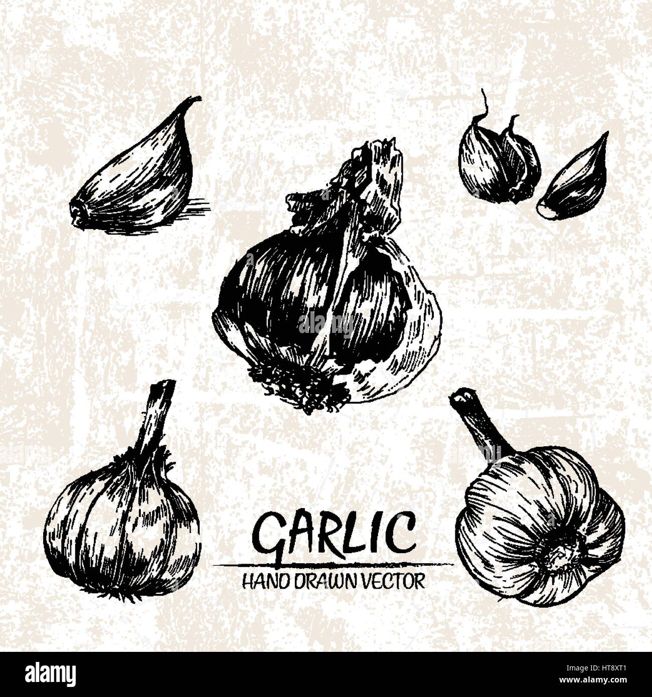Digital vector detailed garlic hand drawn retro illustration collection ...