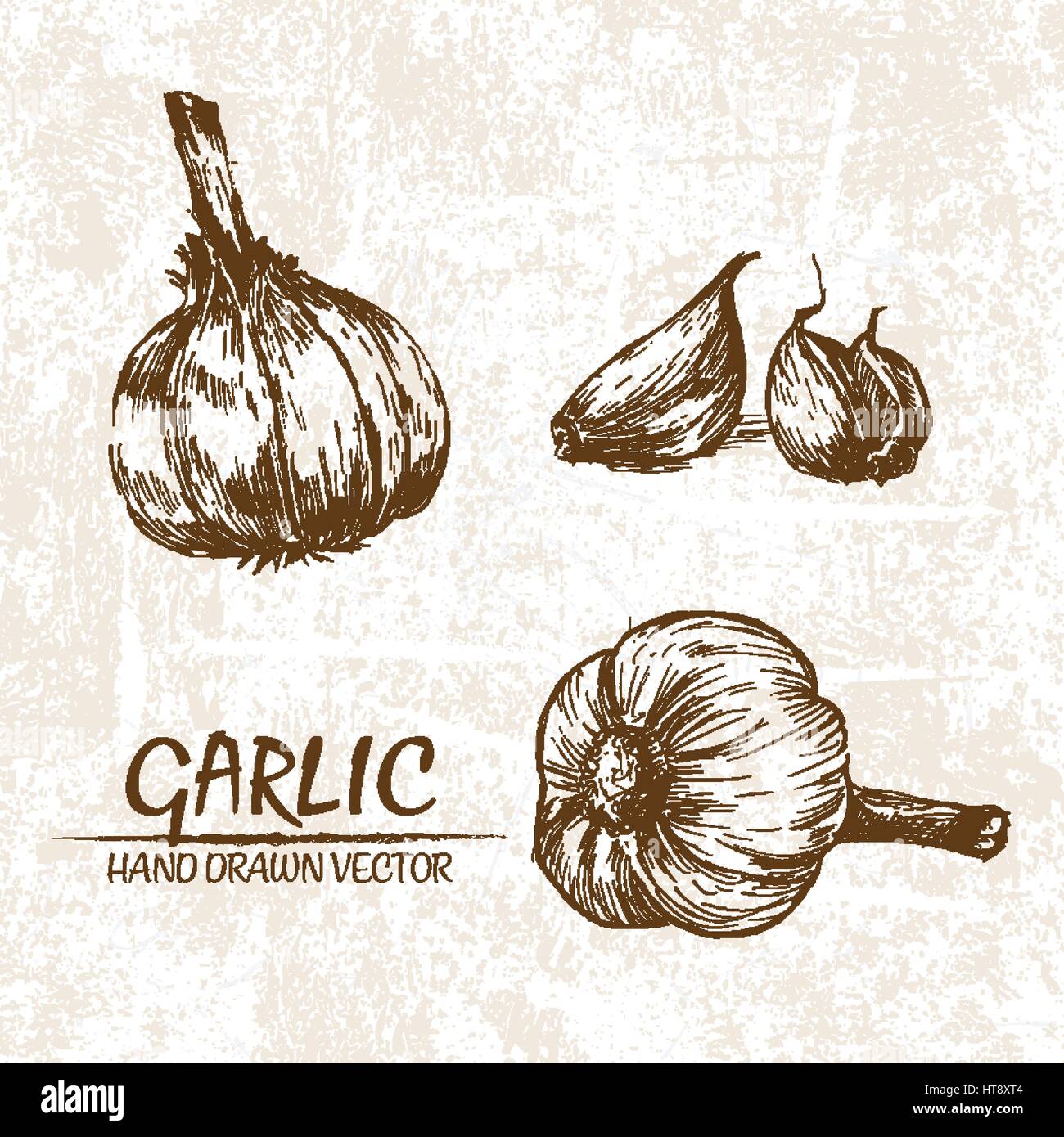 Digital vector detailed garlic hand drawn retro illustration collection ...