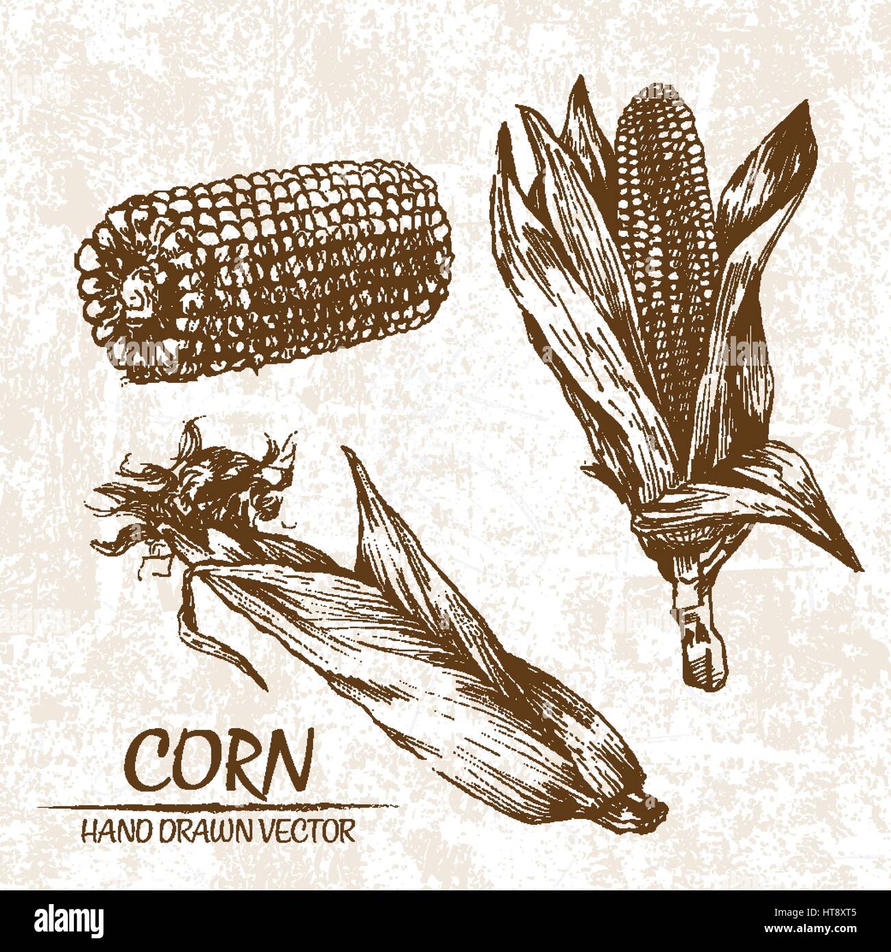 Digital vector detailed corn hand drawn retro illustration collection ...