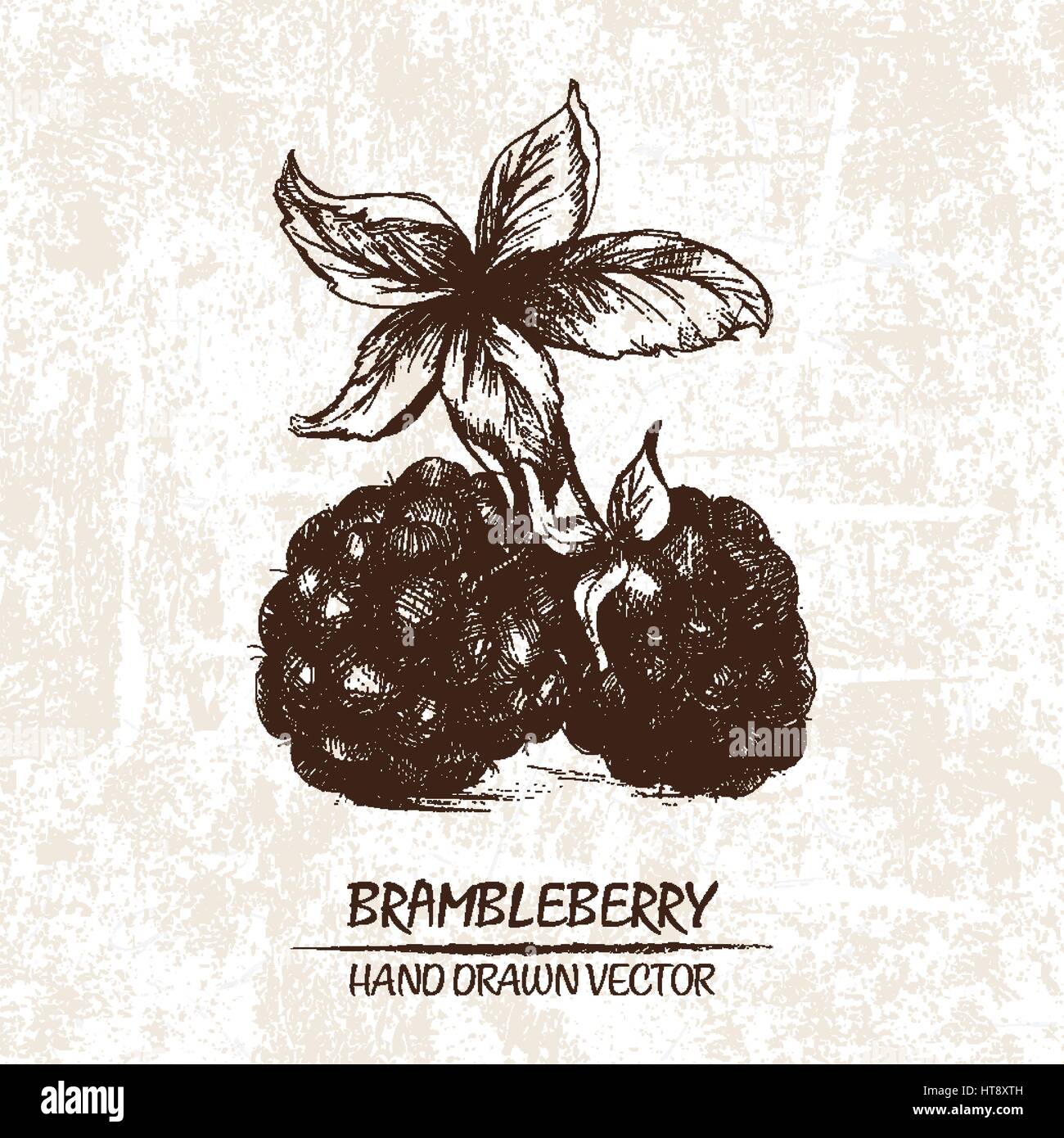 Digital vector detailed brambleberry hand drawn retro illustration ...