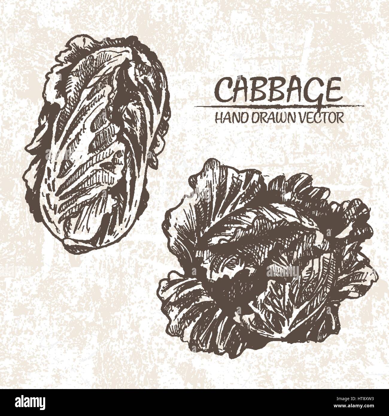 Digital vector detailed cabbage hand drawn retro illustration ...