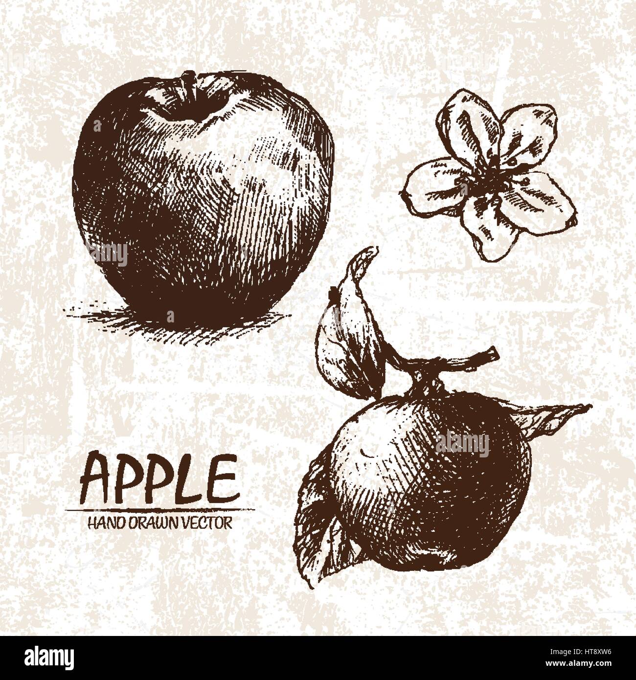 Digital vector detailed apple hand drawn retro illustration collection ...