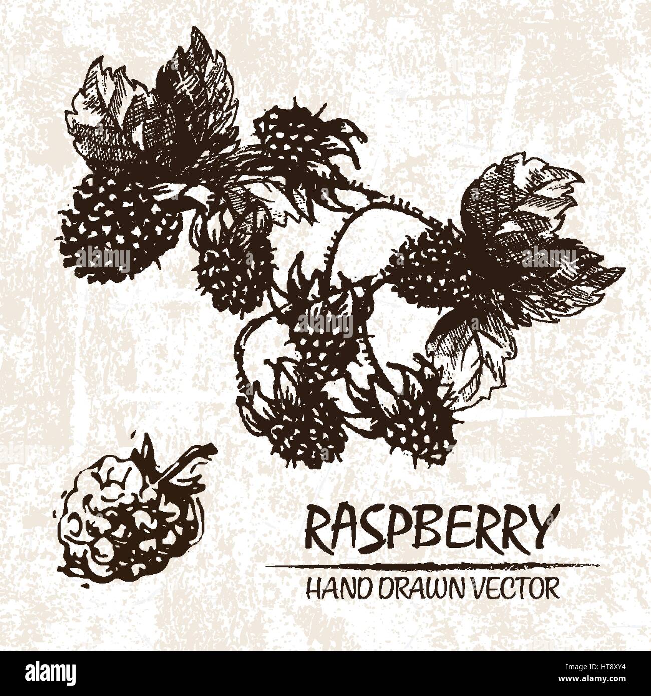 Digital vector detailed raspberry hand drawn retro illustration ...