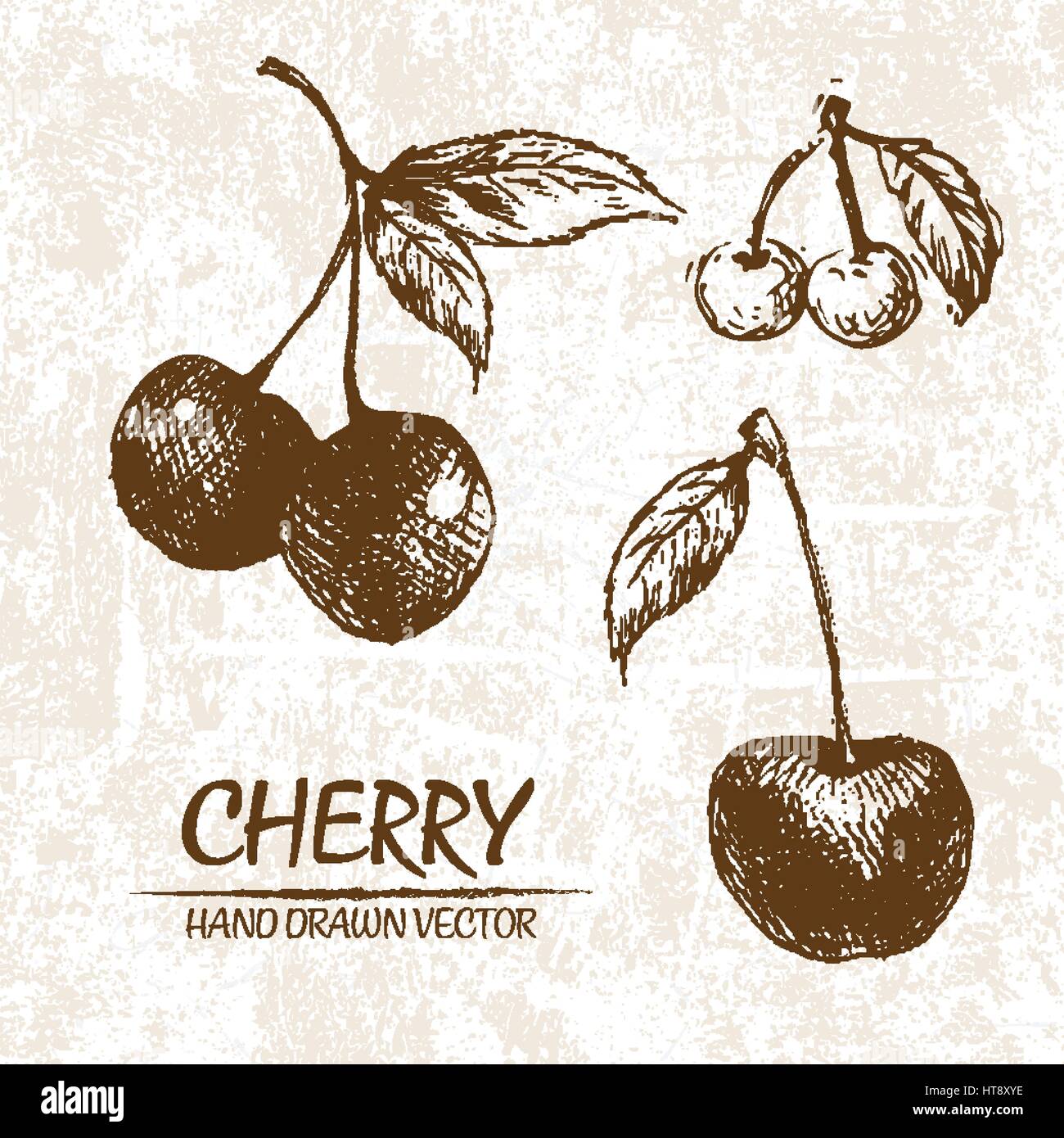 Digital vector detailed cherry hand drawn retro illustration collection ...