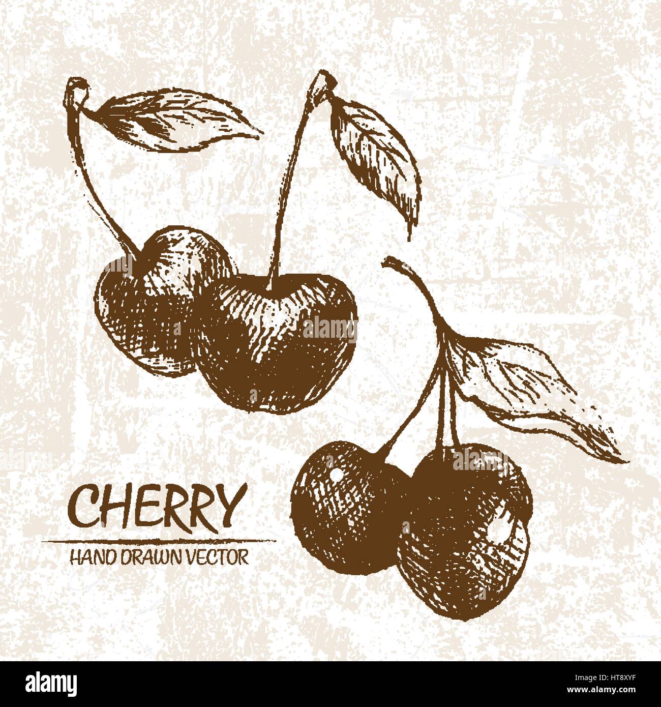 Digital vector detailed cherry hand drawn retro illustration collection ...