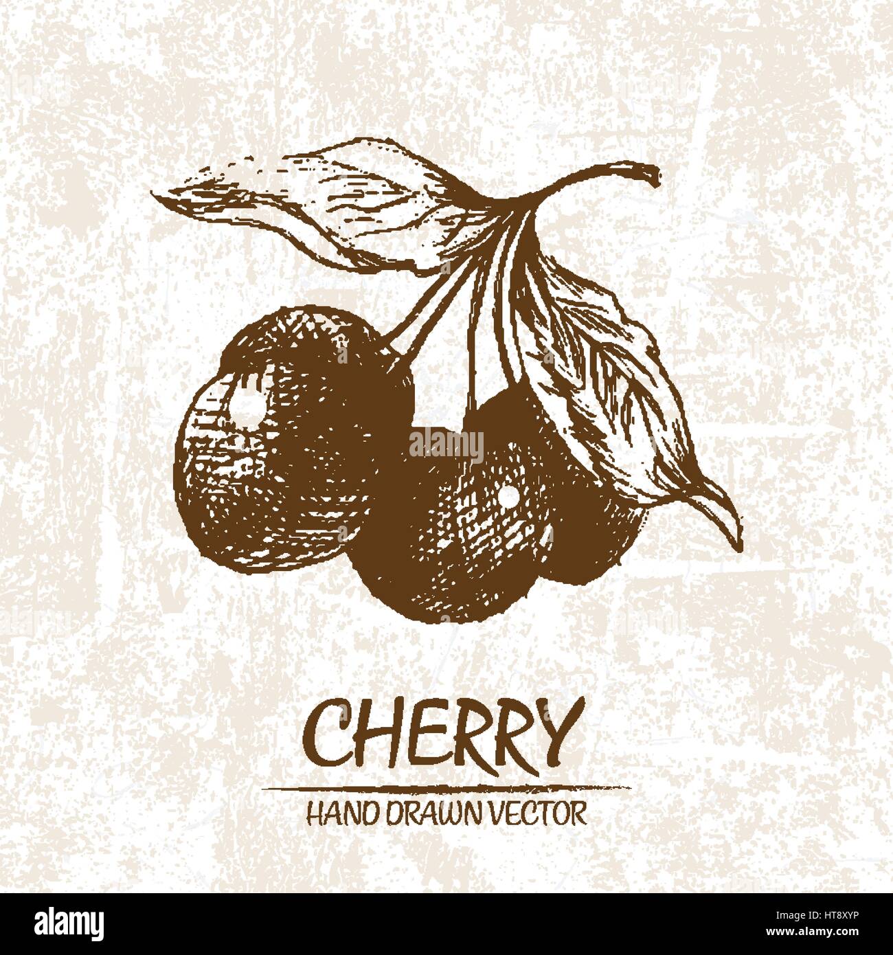 Digital vector detailed cherry hand drawn retro illustration collection ...