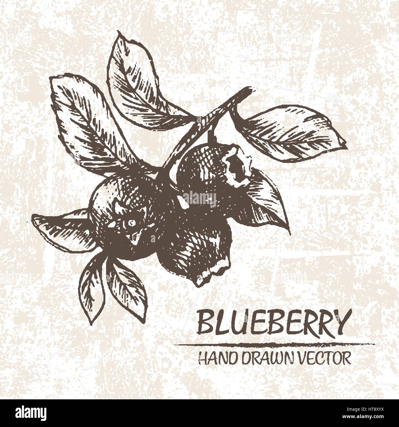 Digital vector detailed blueberry hand drawn retro illustration ...