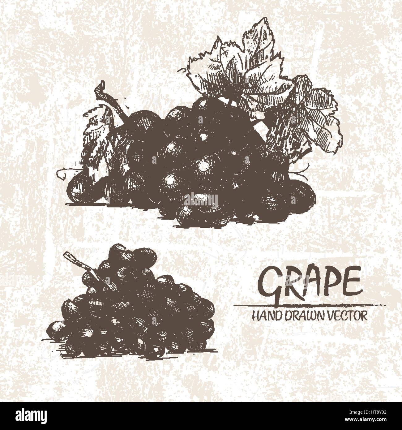 Digital vector detailed grape hand drawn retro illustration collection ...