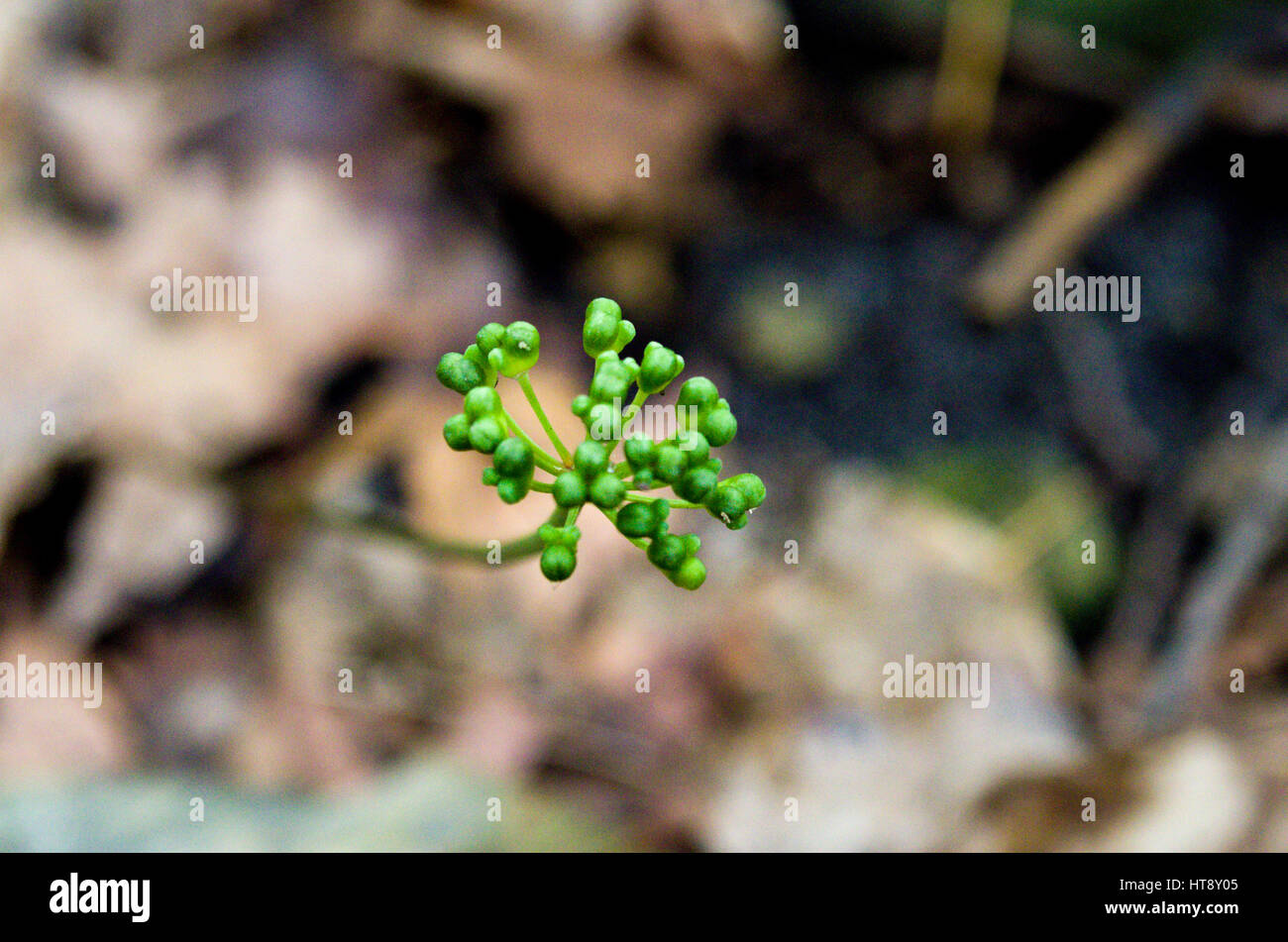 Wild Leek buds Stock Photo - Alamy