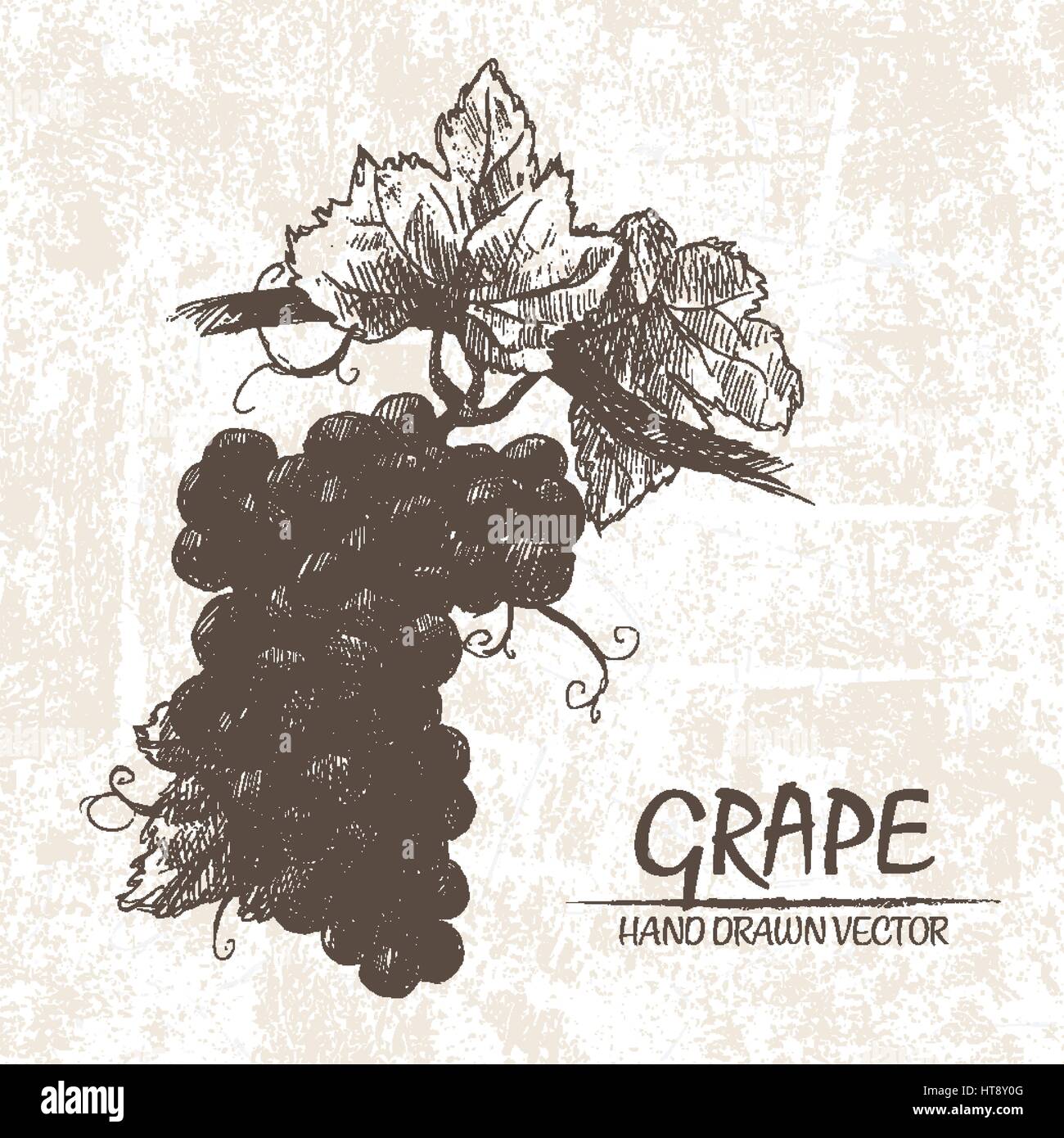 Digital vector detailed grape hand drawn retro illustration collection ...