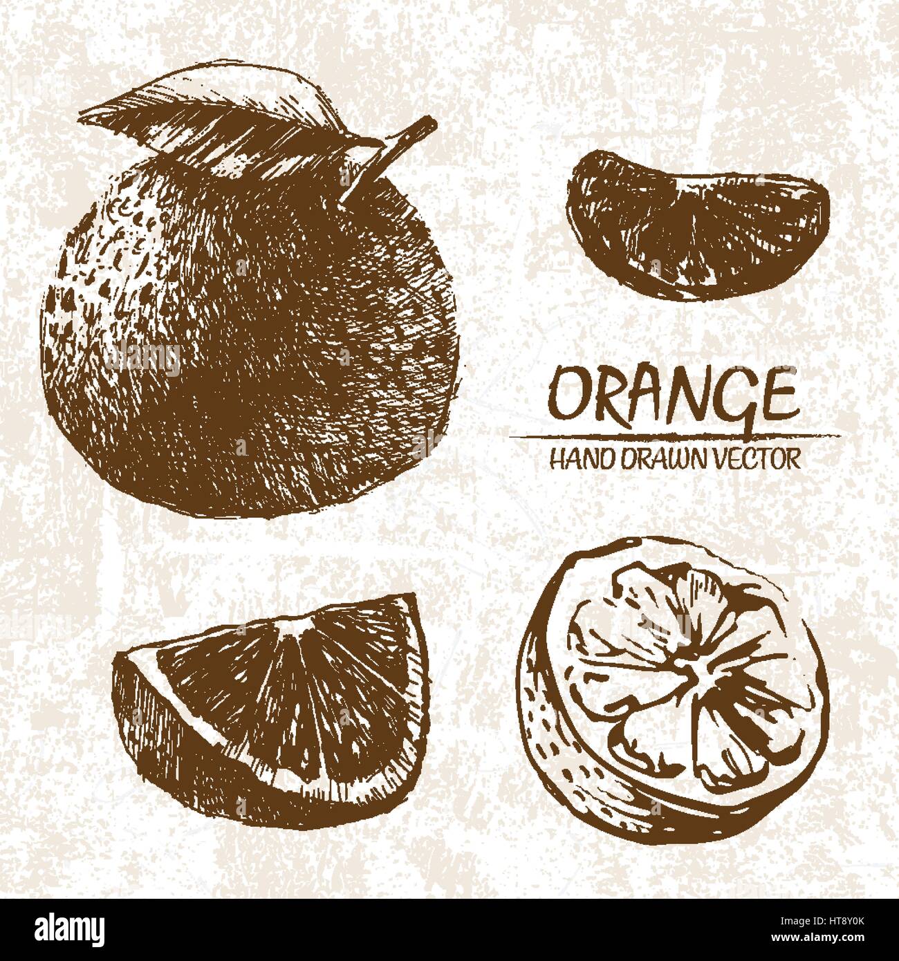 Digital vector detailed orange hand drawn retro illustration collection ...