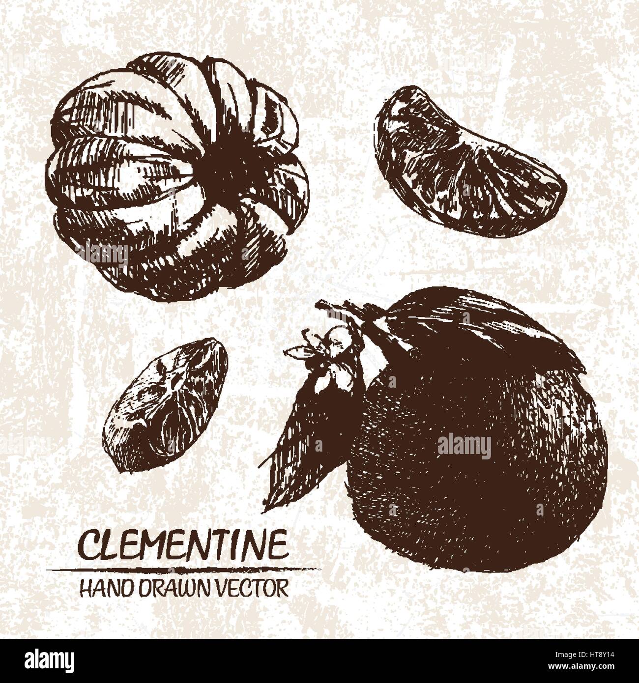 Digital vector detailed orange clementine hand drawn retro illustration ...