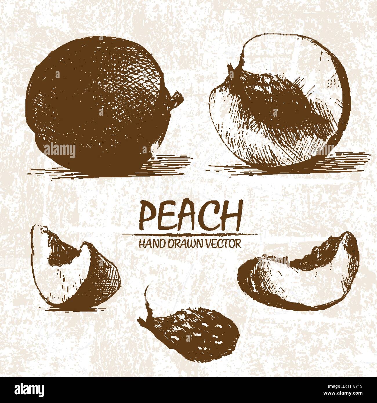 Digital vector detailed peach hand drawn retro illustration collection ...