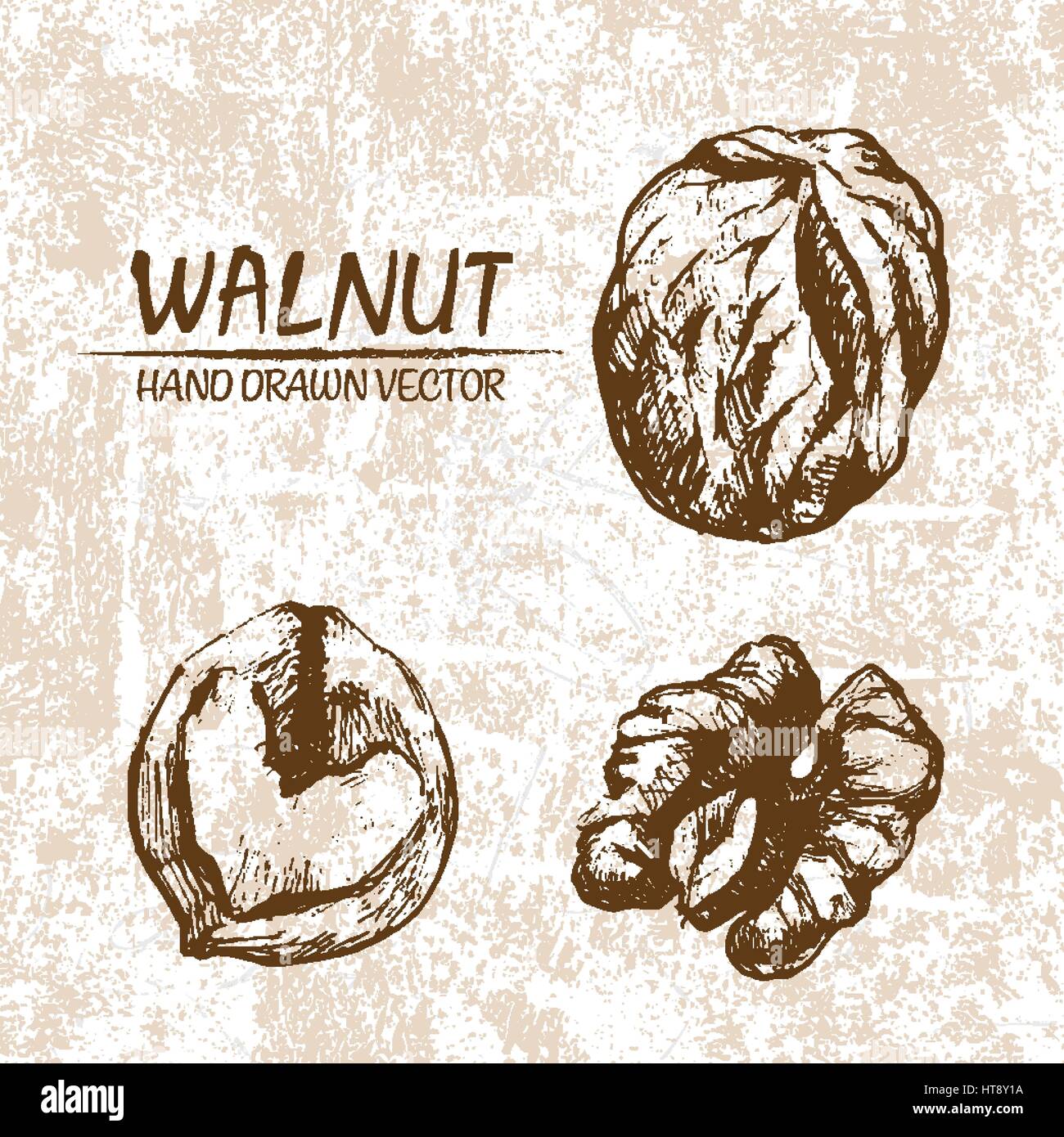 Digital vector detailed walnut hand drawn retro illustration collection ...