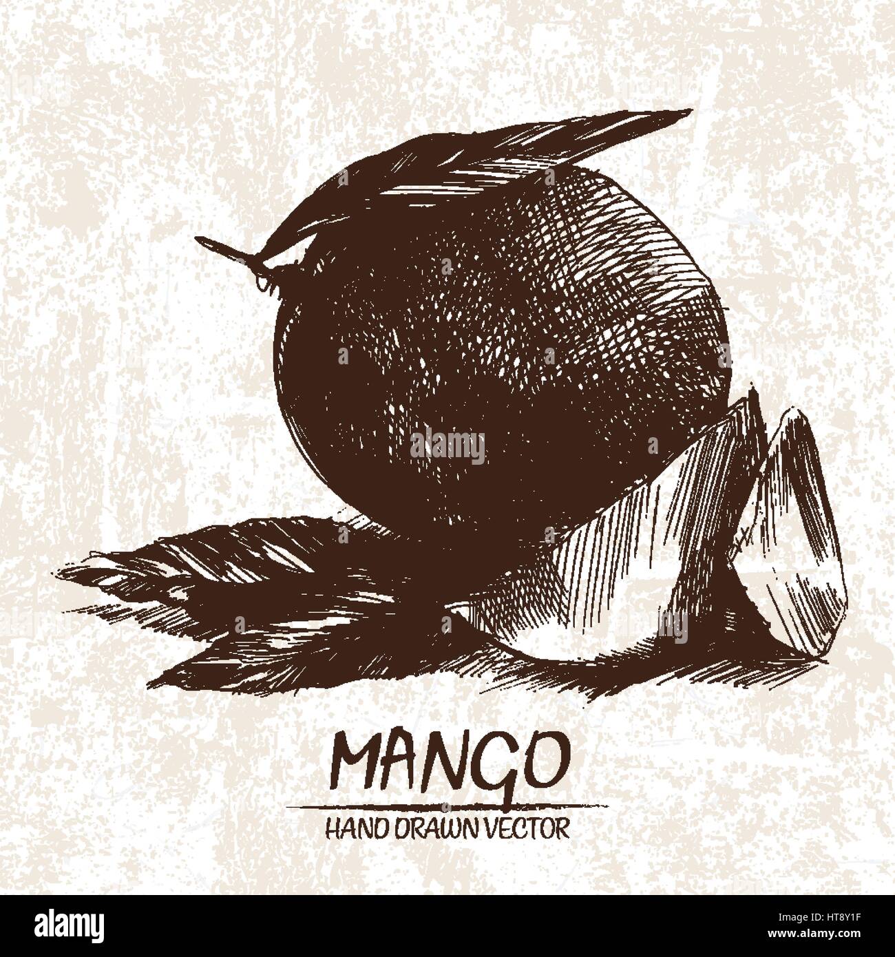 Digital vector detailed mango hand drawn retro illustration collection ...