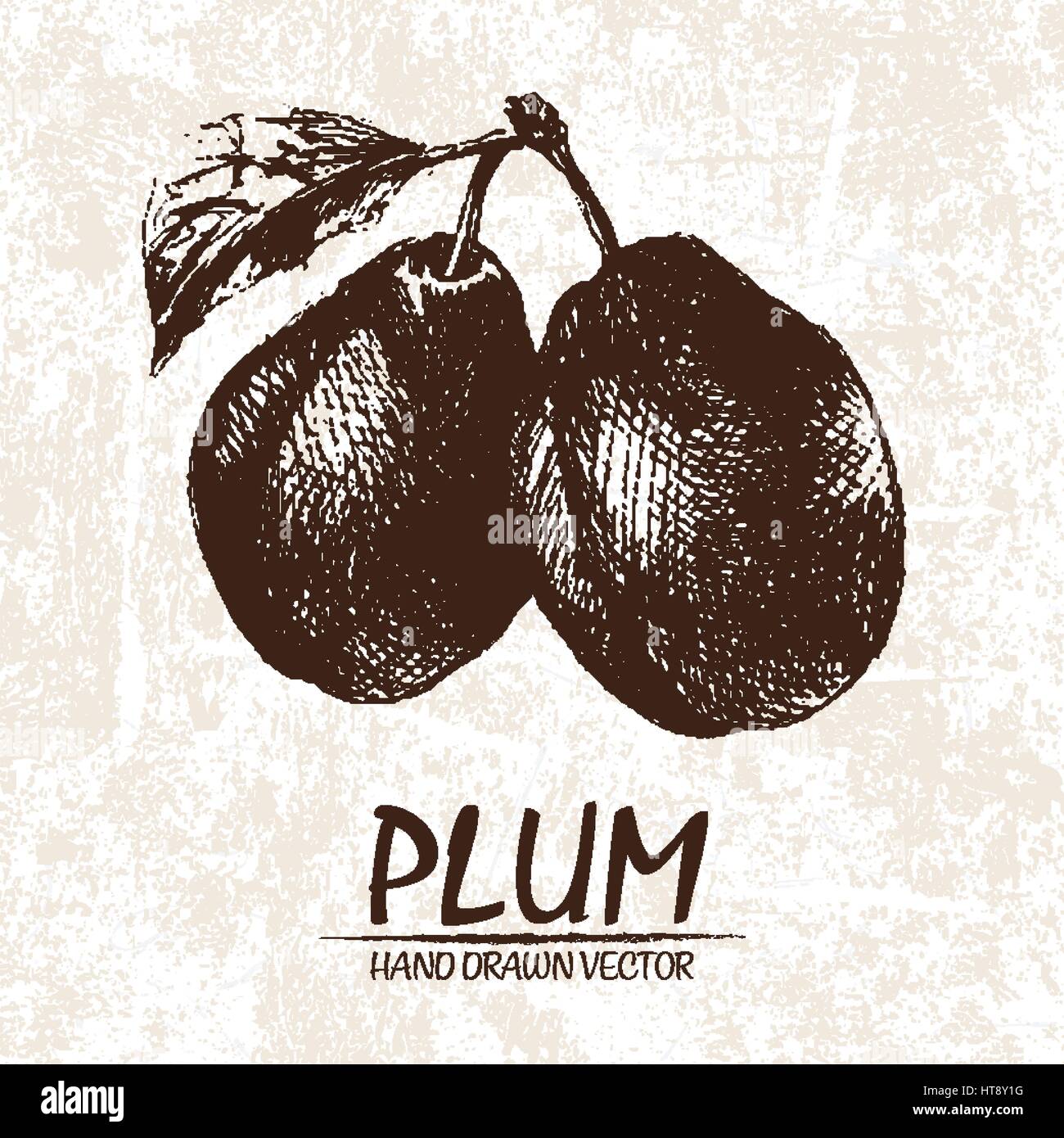 Digital vector detailed plum hand drawn retro illustration collection ...