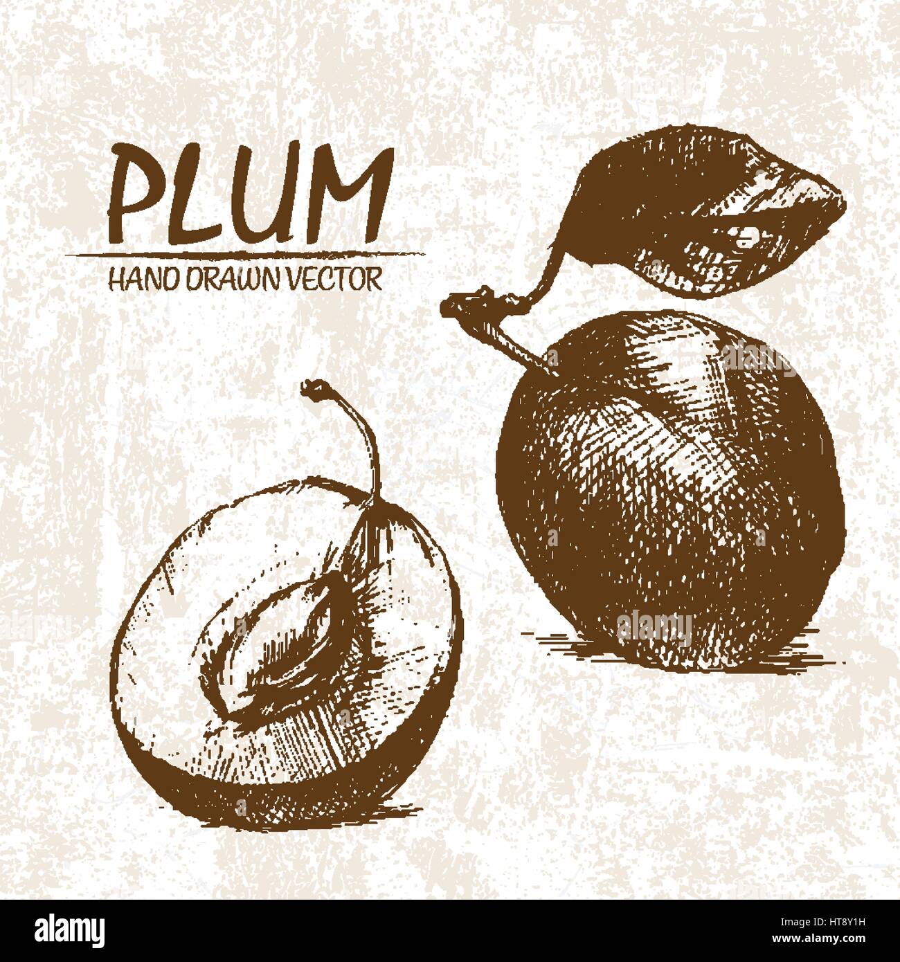 Digital vector detailed plum hand drawn retro illustration collection ...