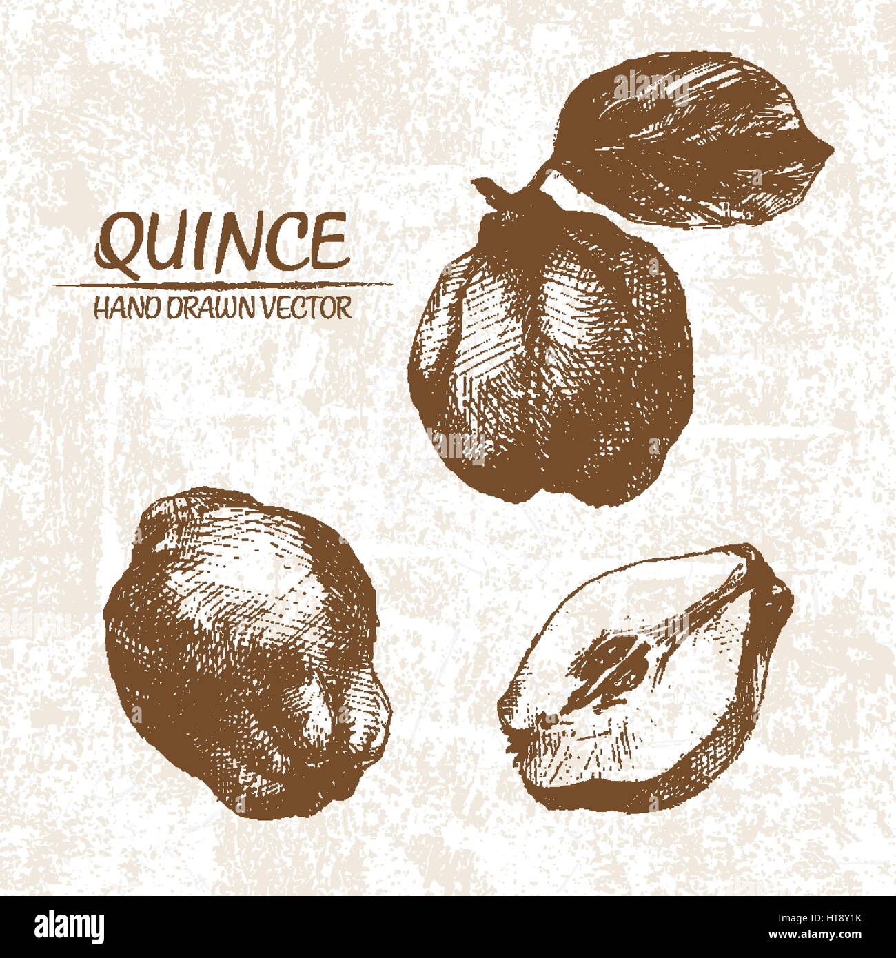 Digital vector detailed quince hand drawn retro illustration collection ...