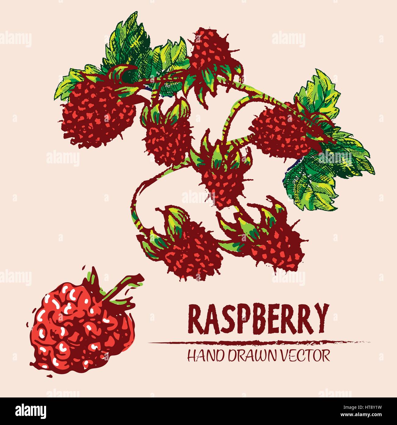 Digital vector detailed color raspberry hand drawn retro illustration ...