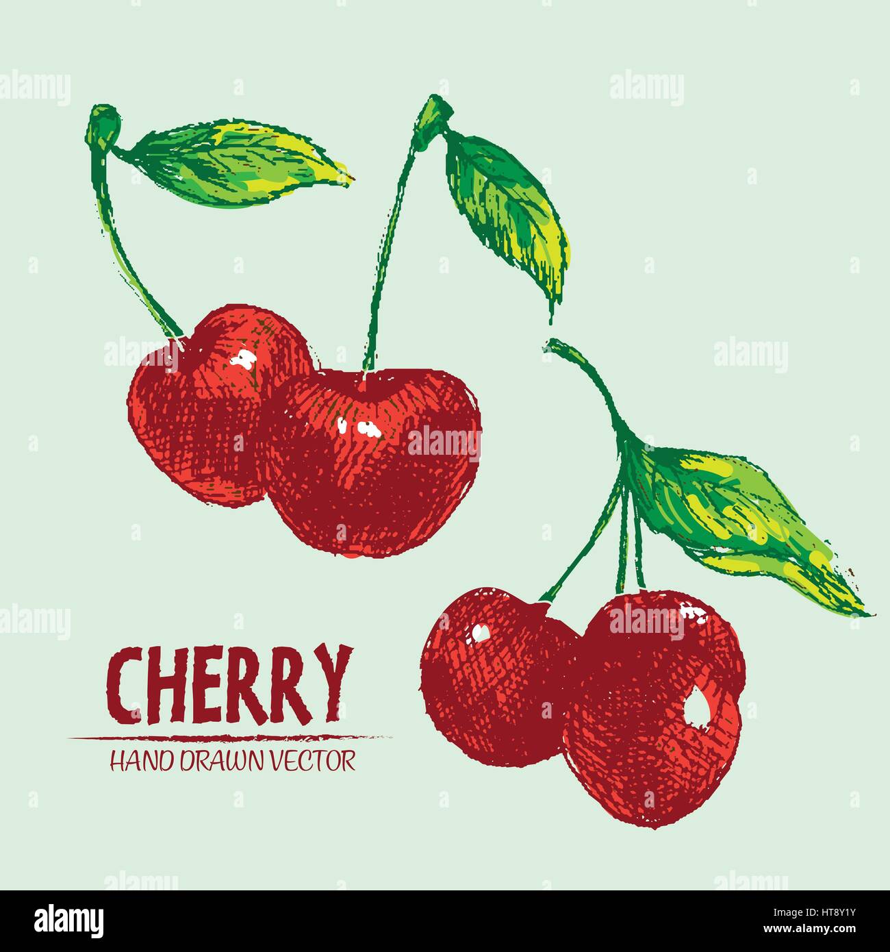 Digital vector detailed color cherry hand drawn retro illustration ...