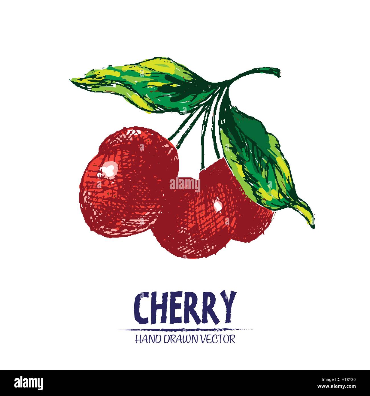 Digital vector detailed color cherry hand drawn retro illustration ...