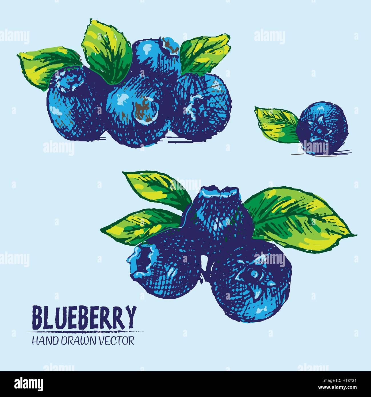Digital vector detailed color blueberry hand drawn retro illustration ...