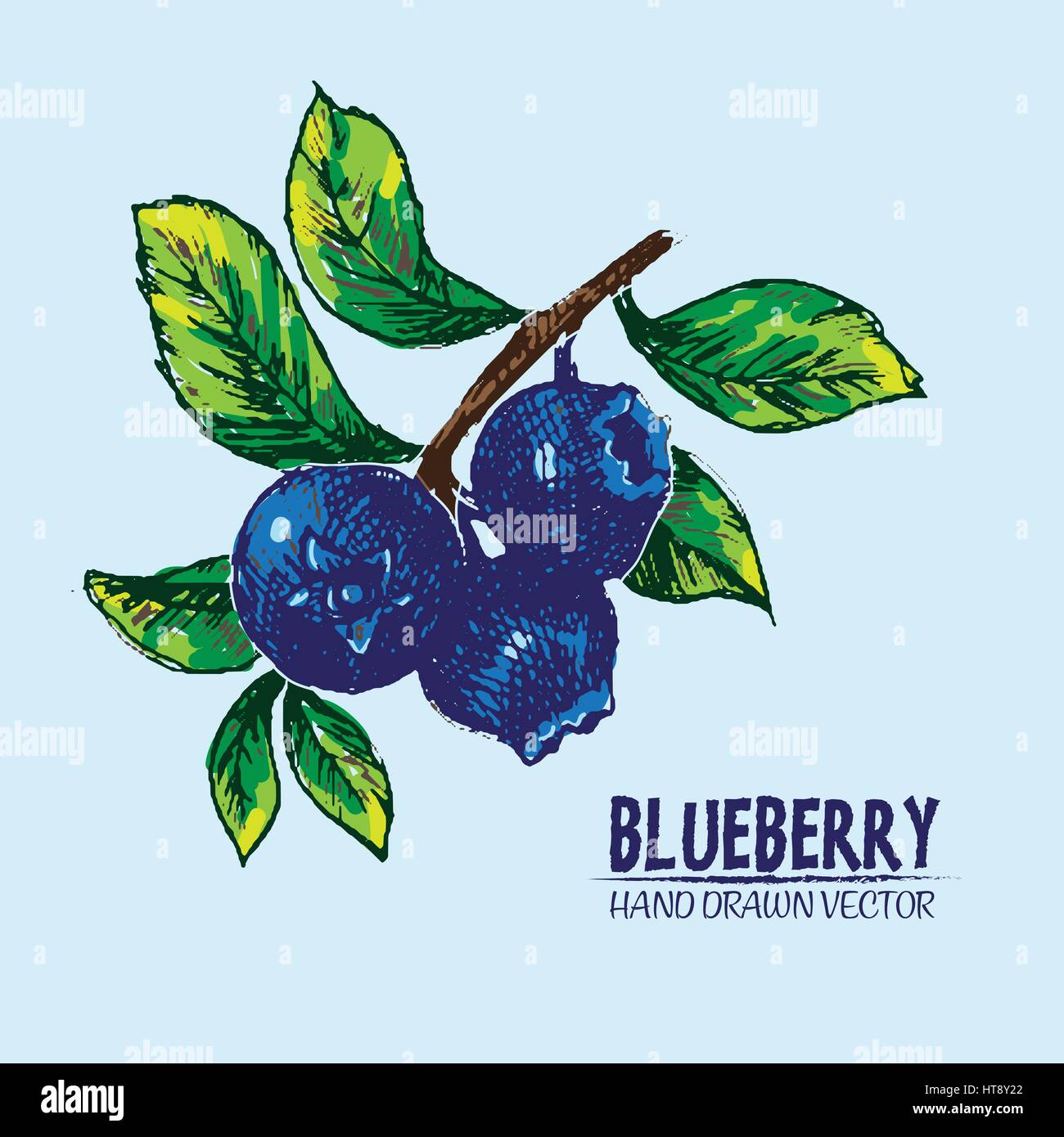 Digital vector detailed color blueberry hand drawn retro illustration ...
